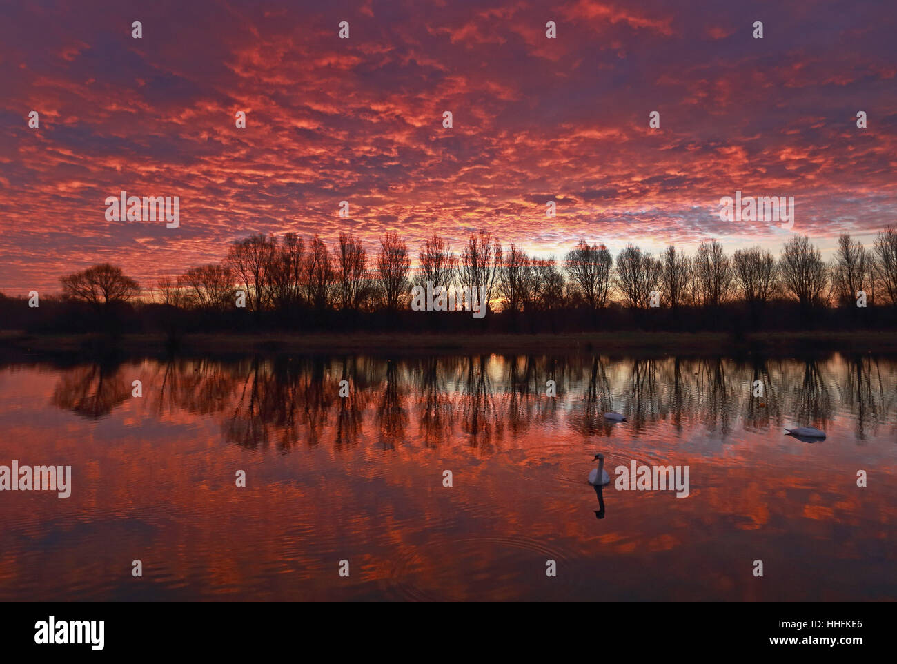 Sunrise nene peterborough swan hi-res stock photography and images - Alamy