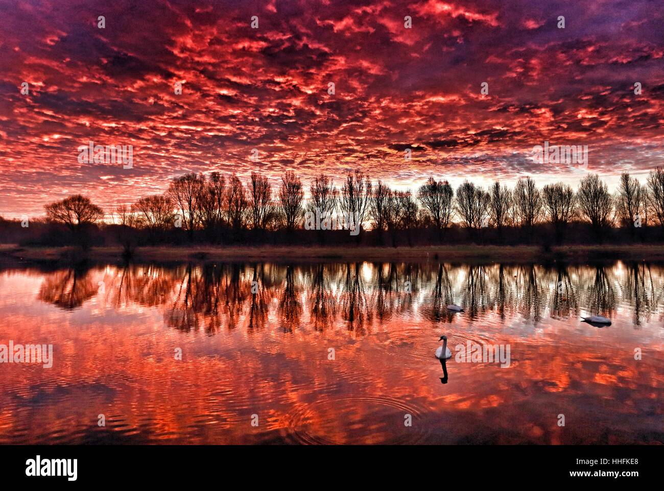 Sunrise nene peterborough swan hi-res stock photography and images - Alamy