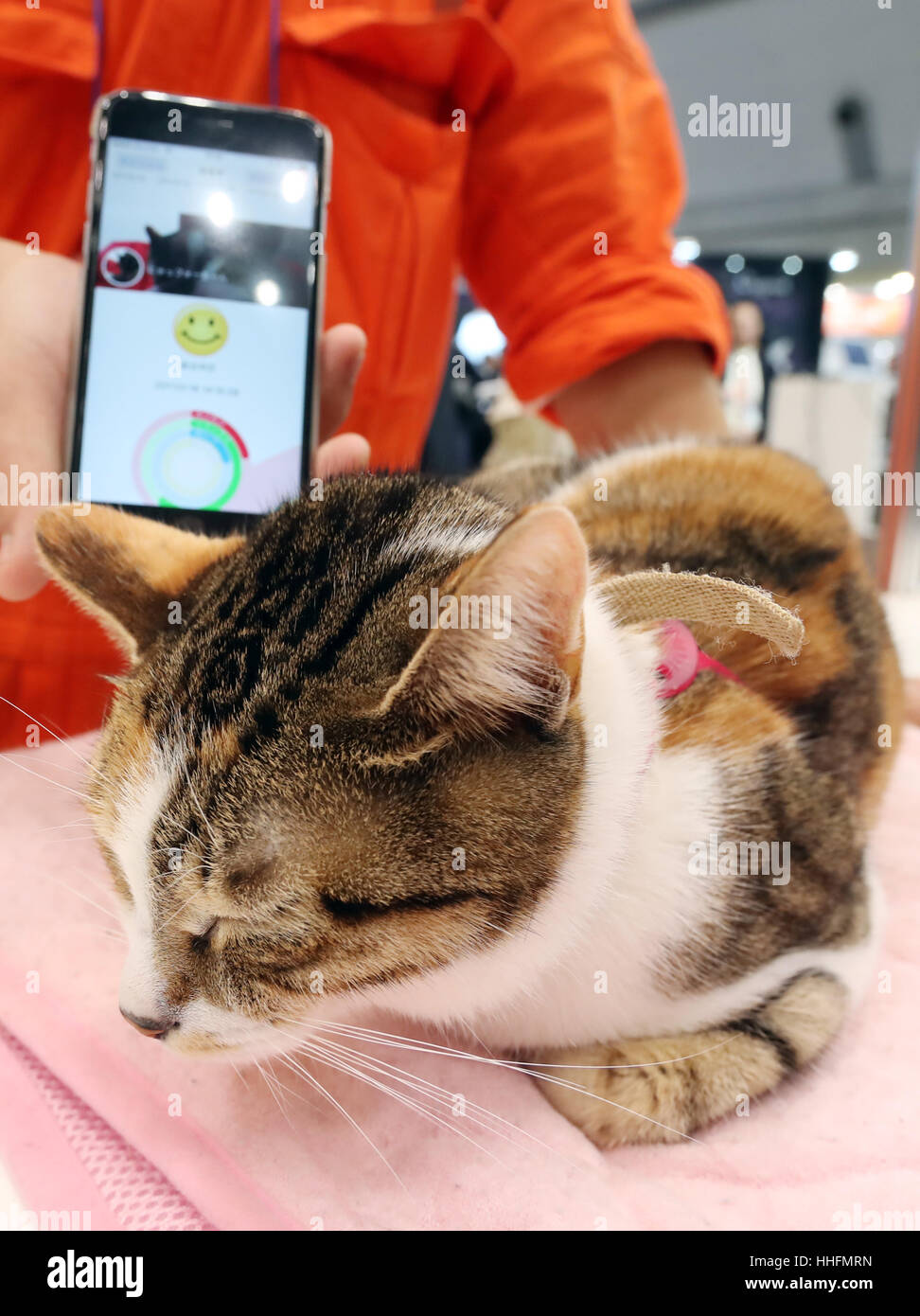 Tokyo, Japan. 18th Jan, 2017. A cat wears a communication device "Amu ...