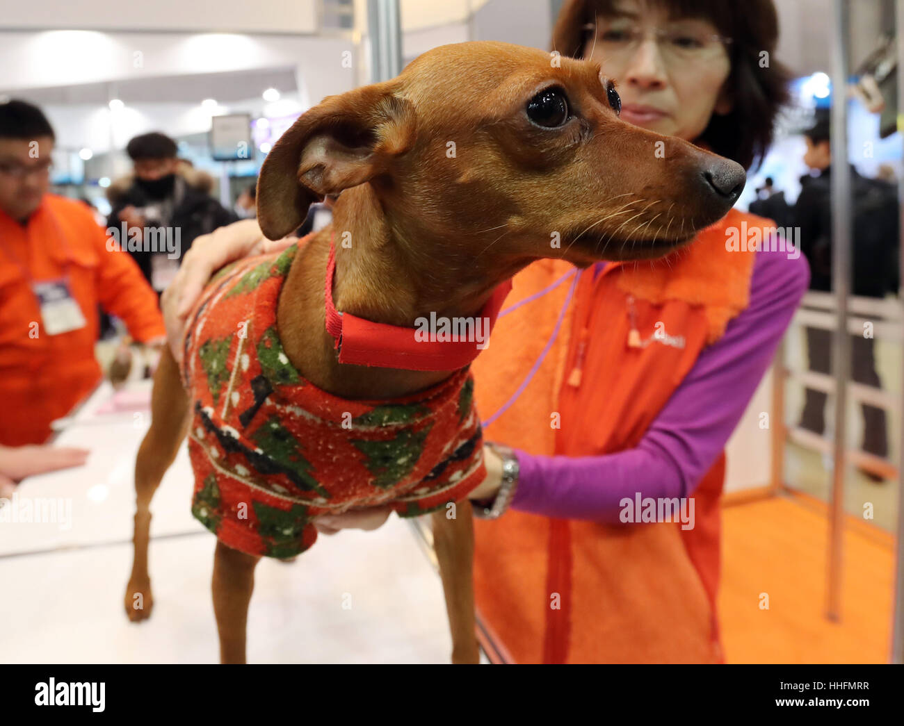 Tokyo, Japan. 18th Jan, 2017. A dog wears a communication device "Amu ...