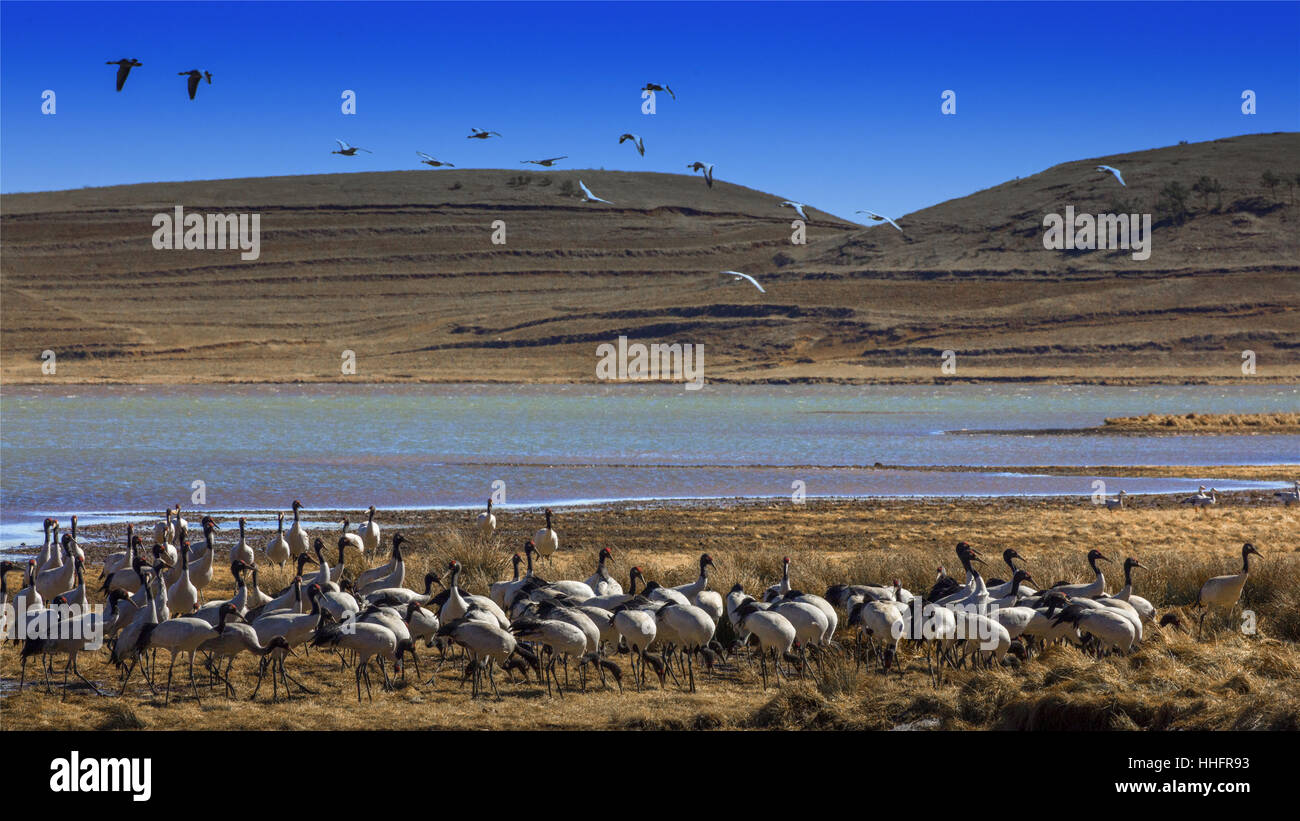 Zhaotong, Zhaotong, China. 19th Jan, 2017. The Dashanbao Natural ...