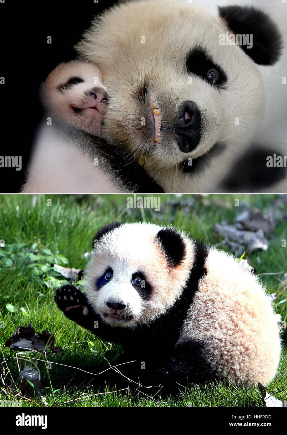 Shanghai, China. 19th January 2017. The combo picture shows giant panda ...