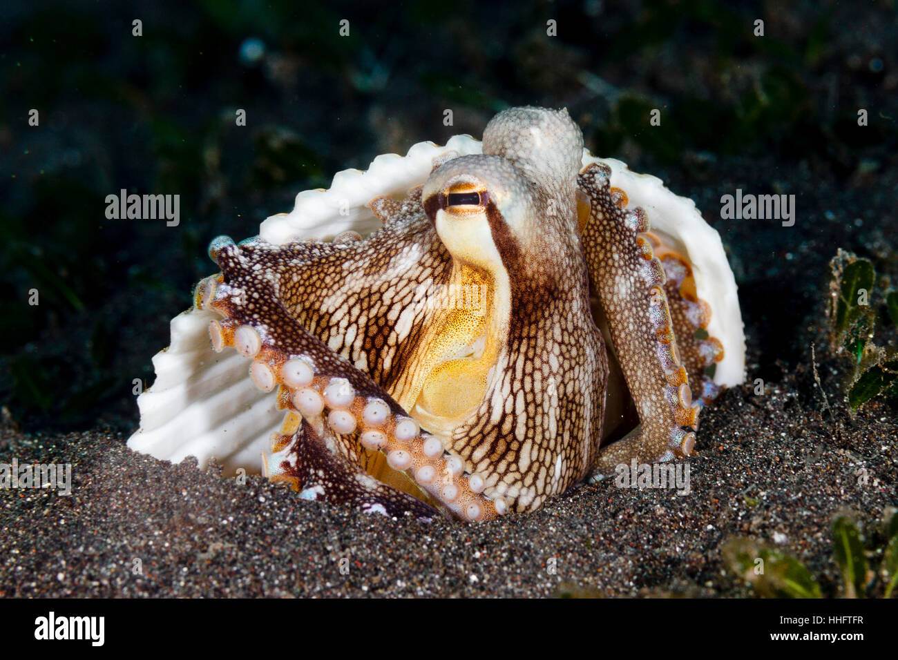 Coconut octopus shell hi-res stock photography and images - Alamy