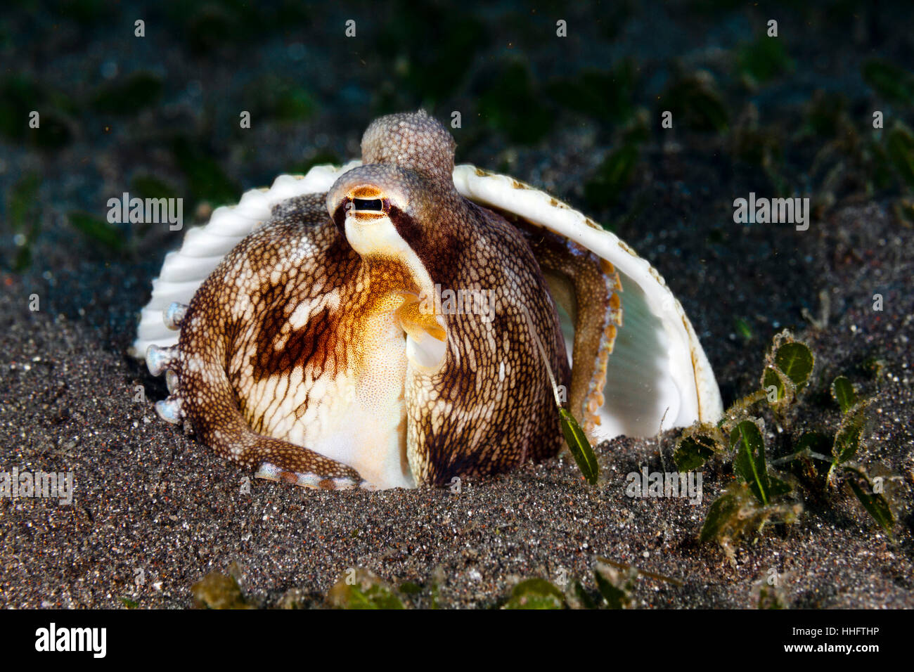 Octopus in coconut shell hi-res stock photography and images - Alamy