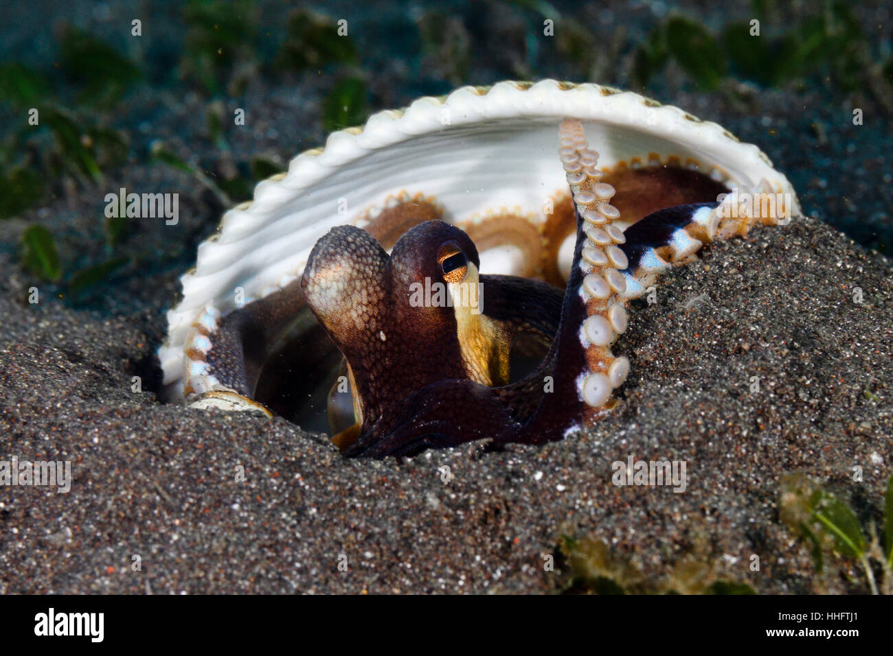 Octopus in coconut shell hi-res stock photography and images - Alamy