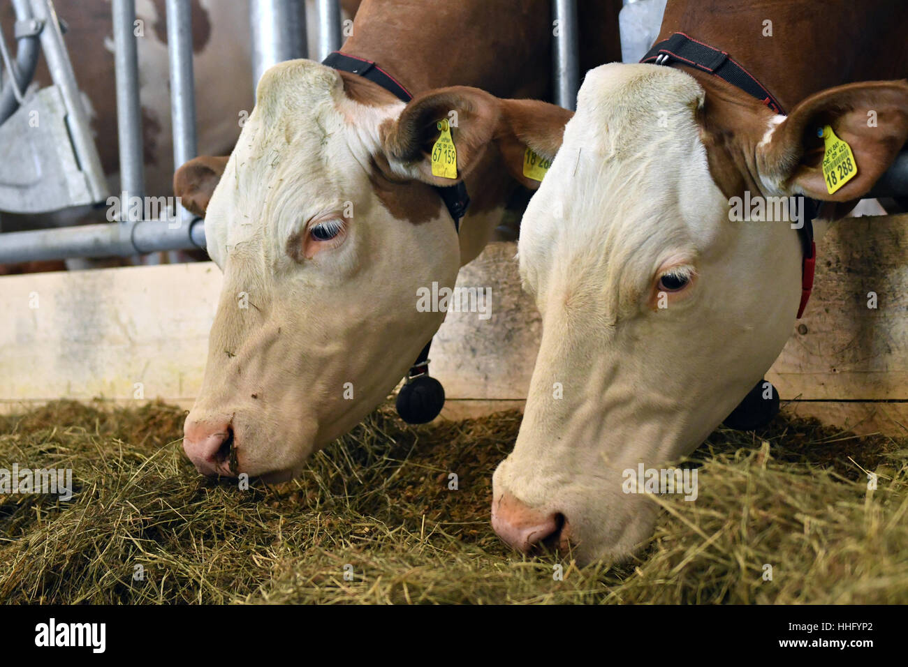 Berlin, Germany. 19th Jan, 2017. Two cows eat in their enclosure in an ...