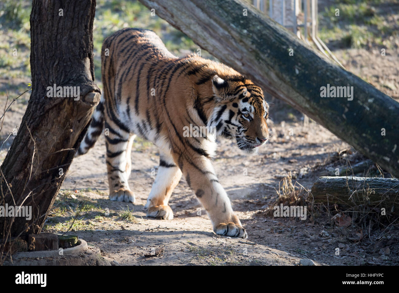 Cologne, Germany. 19th Jan, 2017. The Siberian tiger 'Sergan' explores ...