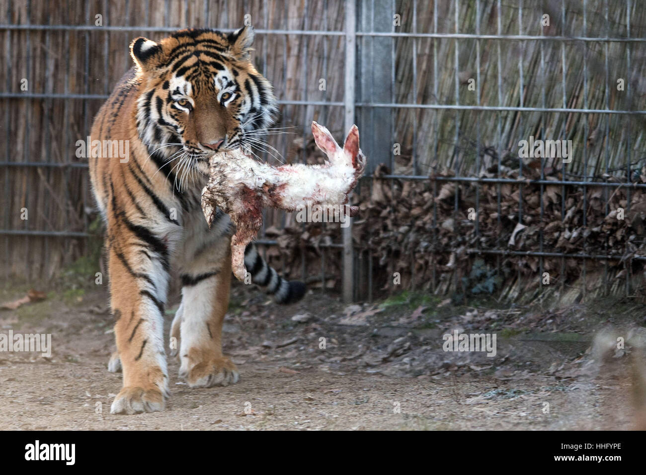 Cologne, Germany. 19th Jan, 2017. The Siberian tiger 'Sergan' carries a ...