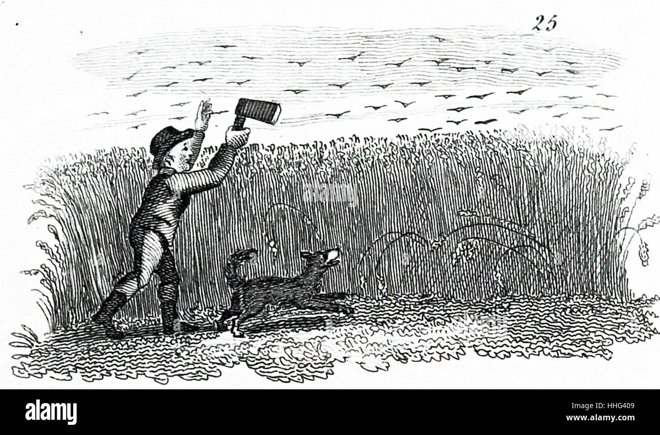 Illustration depicting a young boy chasing birds. Dated 19th Century ...