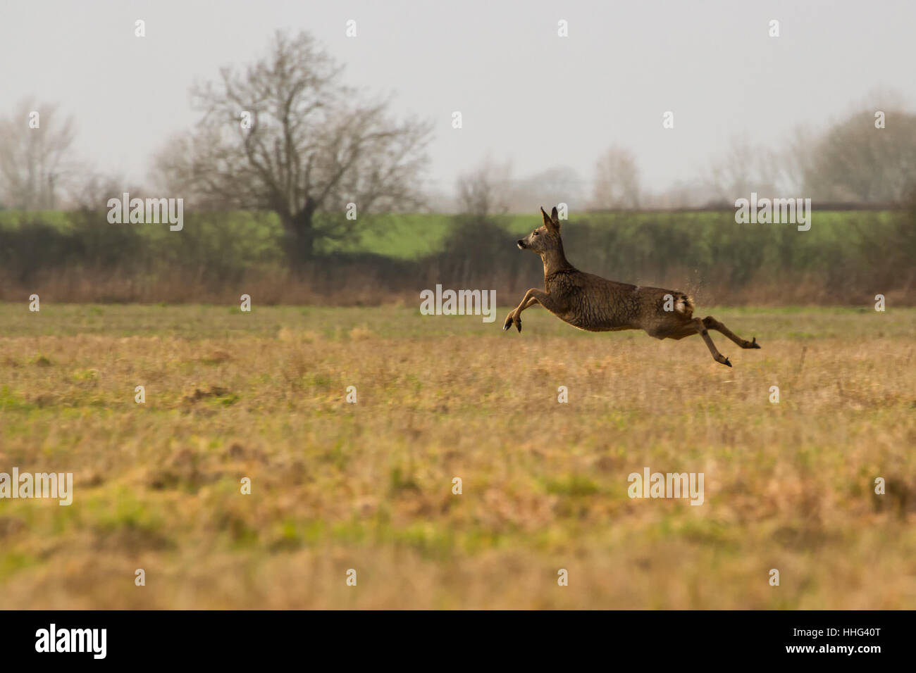 Female Roe Deer running across Field in British Countryside Stock Photo ...