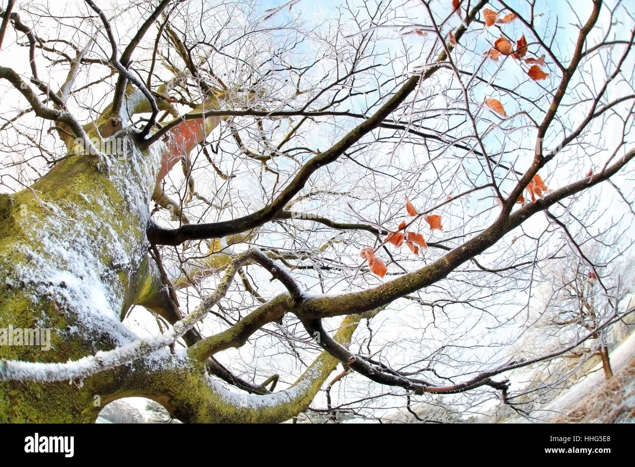 Beech tree in winter hi-res stock photography and images - Alamy