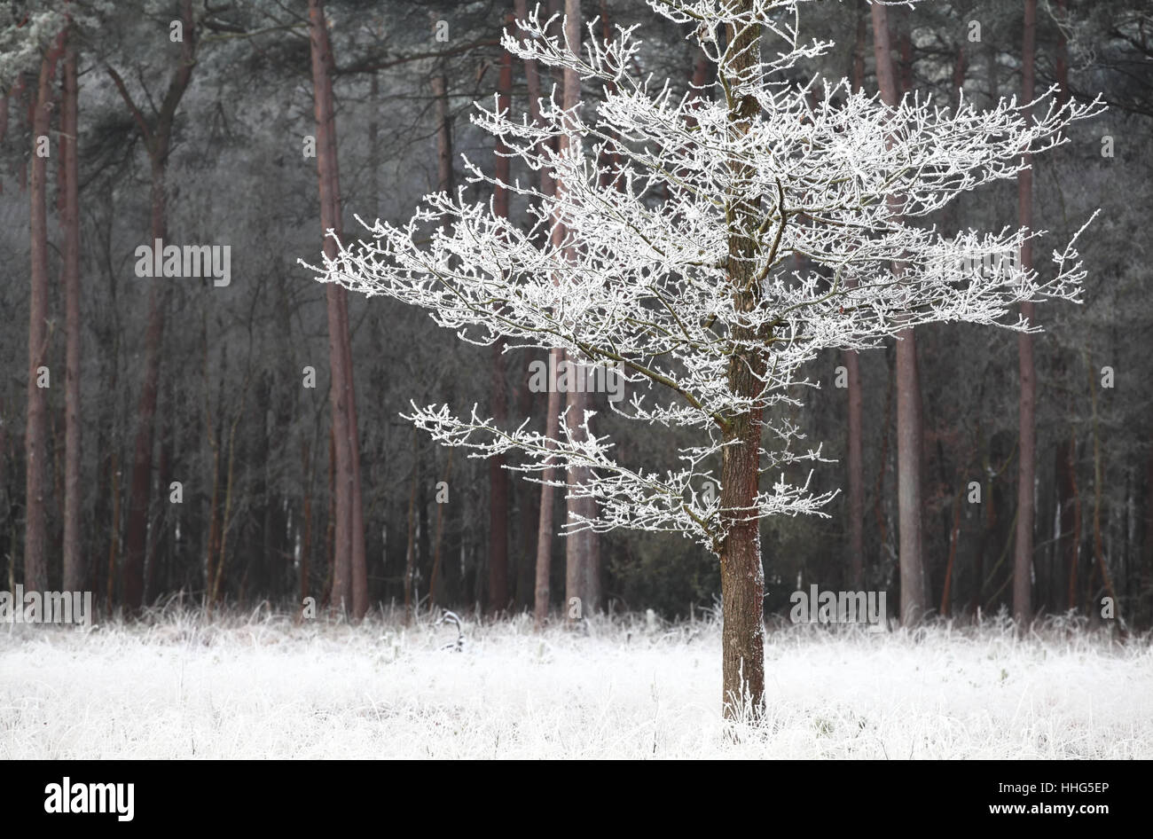 frosted tree on white meadow with dark forest on background Stock Photo ...
