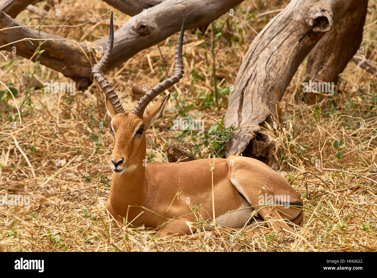 Male resting Impala antelope Stock Photo - Alamy