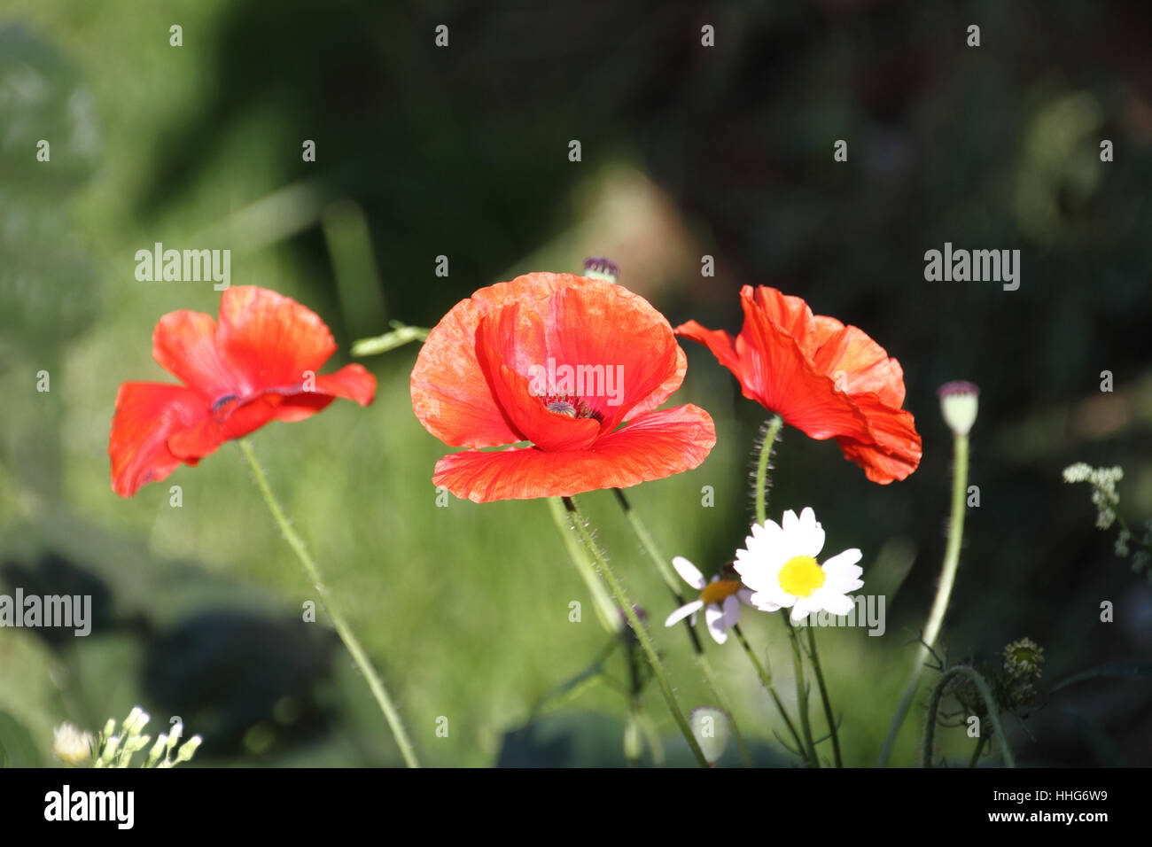 three red poppies Stock Photo - Alamy