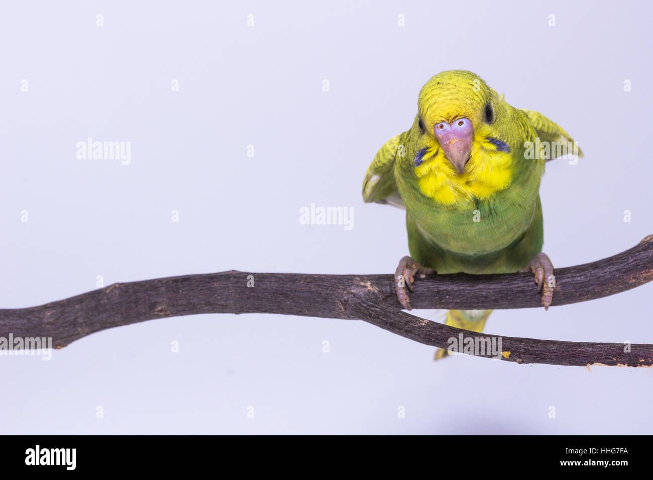 Budgarigar, Budgie Bird on branch on white background Stock Photo - Alamy