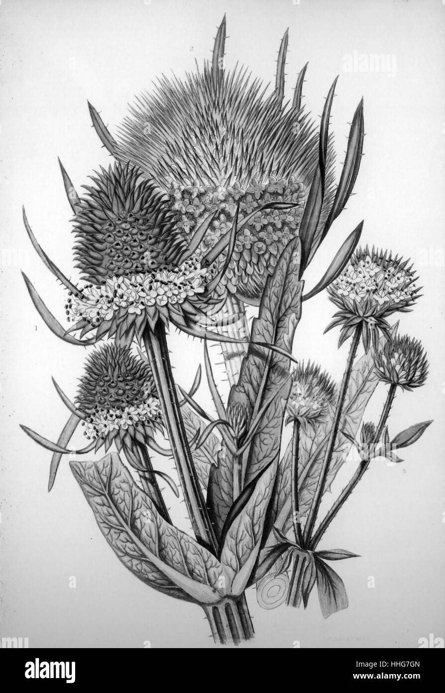 Wool teasel Black and White Stock Photos & Images - Alamy