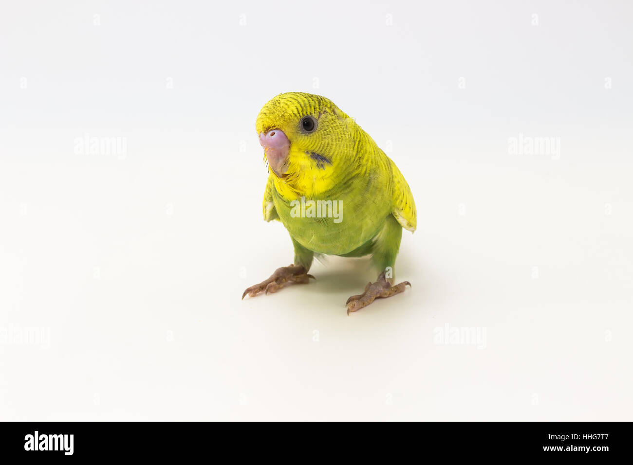 Budgarigar, Budgie Bird on branch on white background Stock Photo - Alamy