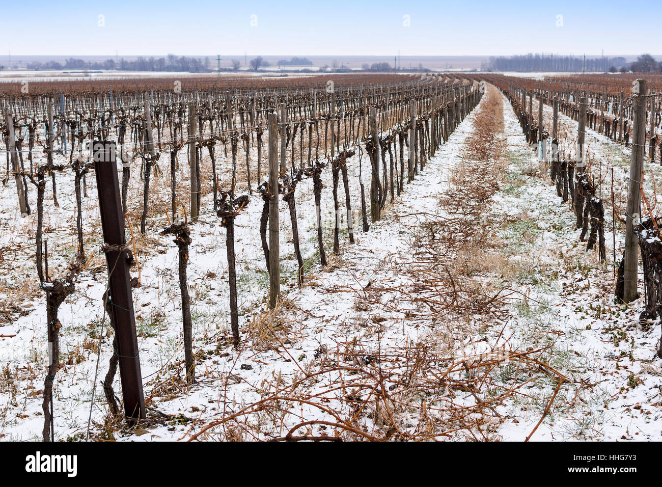 Vineyard in Cold Winter Day with Snow Covered Vines Stock Photo - Alamy