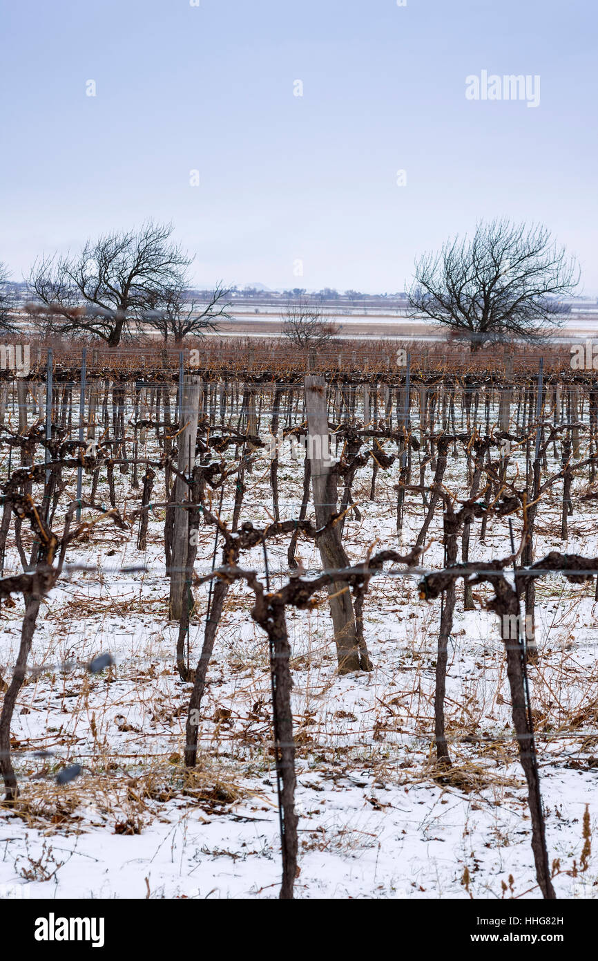 Green vines and snow hi-res stock photography and images - Alamy