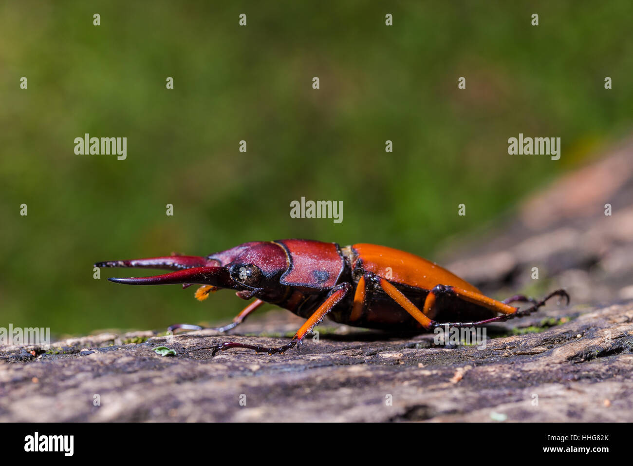 Prosopocoilus stag beetle hi-res stock photography and images - Alamy