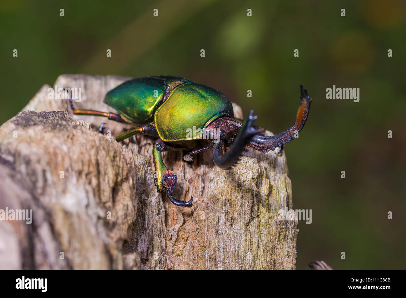 Green Stag Beetle (Lamprima adolphinae Stock Photo - Alamy