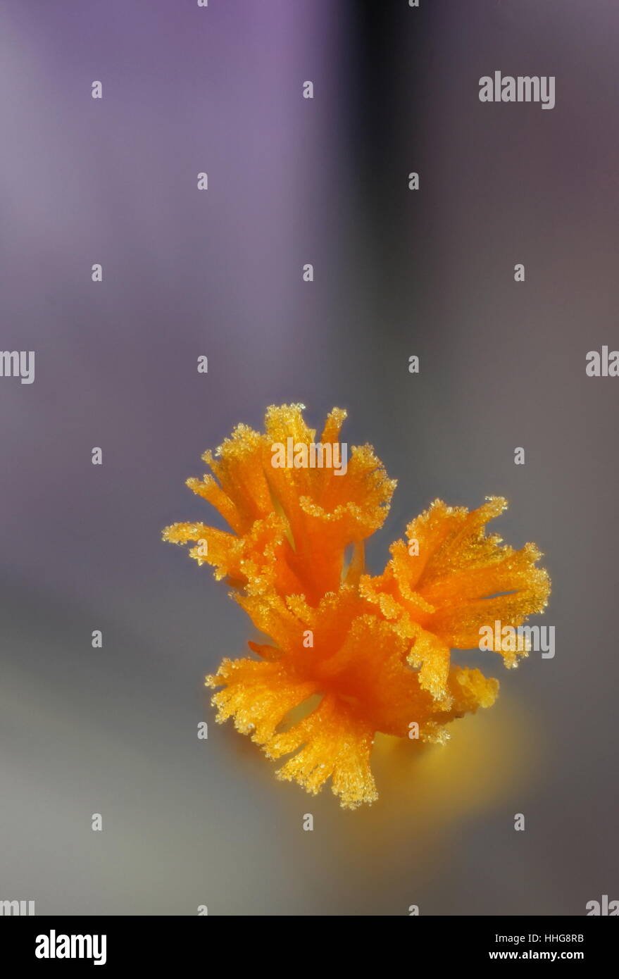 Microscope image of Saffron or Crocus sativus. Soft image of spicy ...