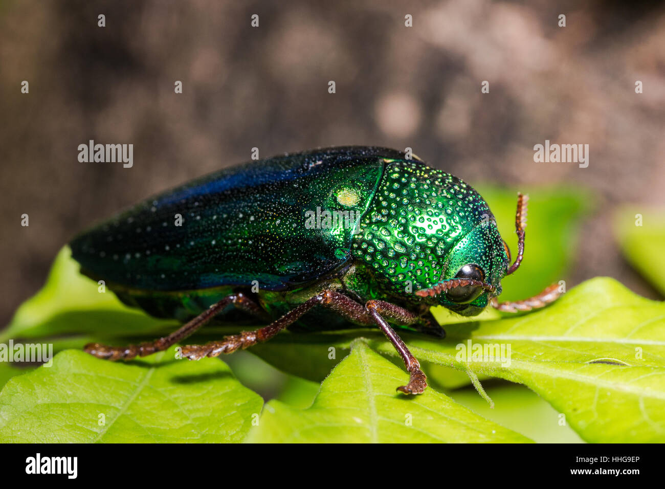 Jewel Beetle (Sternocera ruficornis) on the green leaf Stock Photo - Alamy