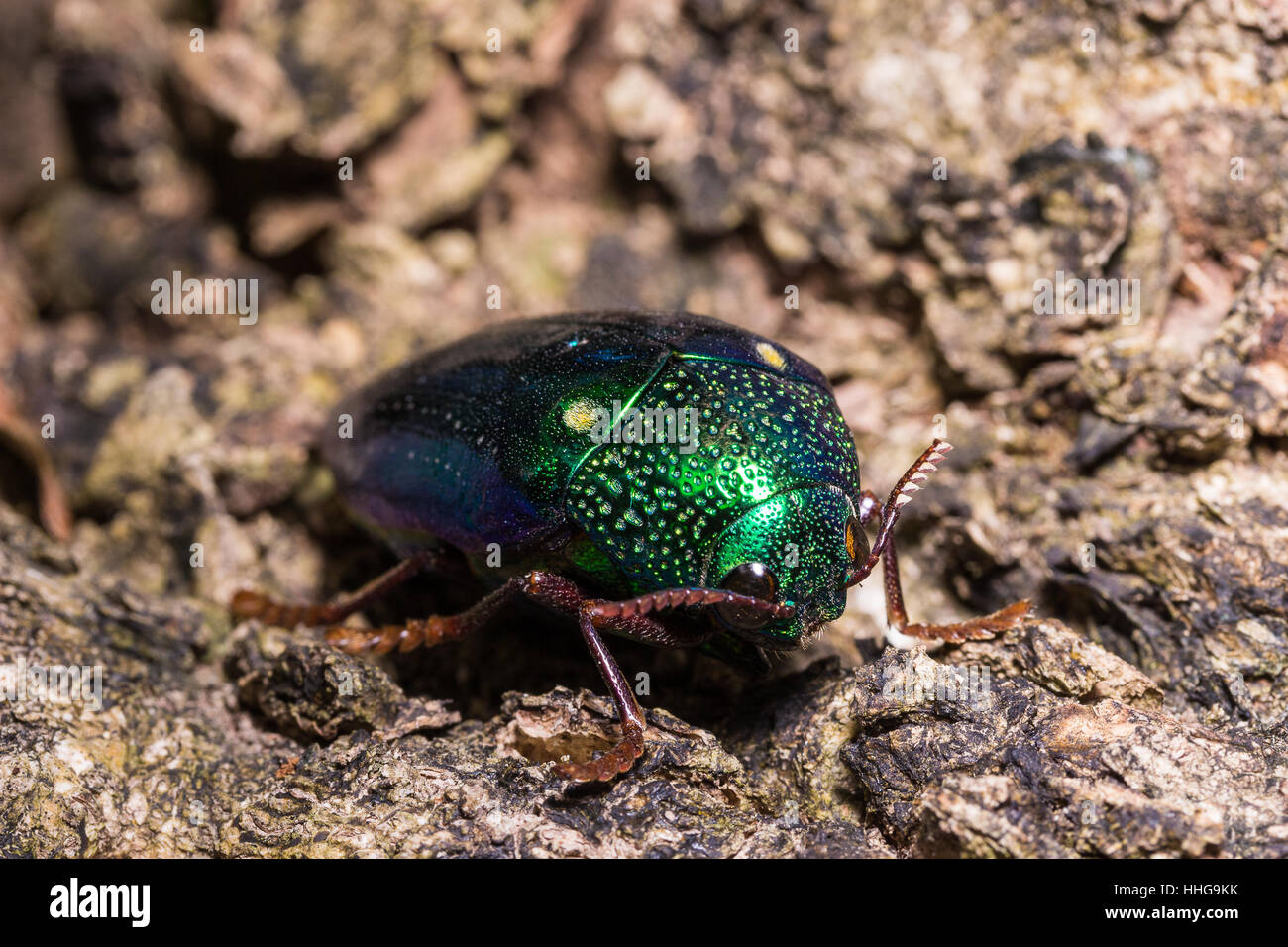 Jewel Beetle (Sternocera ruficornis) on the green leaf Stock Photo - Alamy