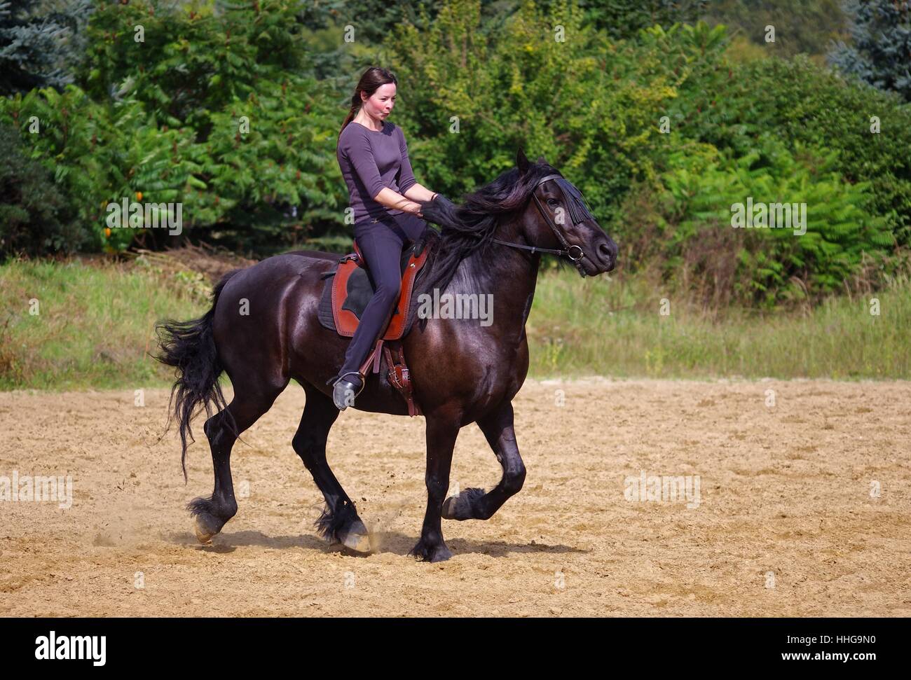 friendship, sport, sports, ride, horse, gallop, stallion, love of ...