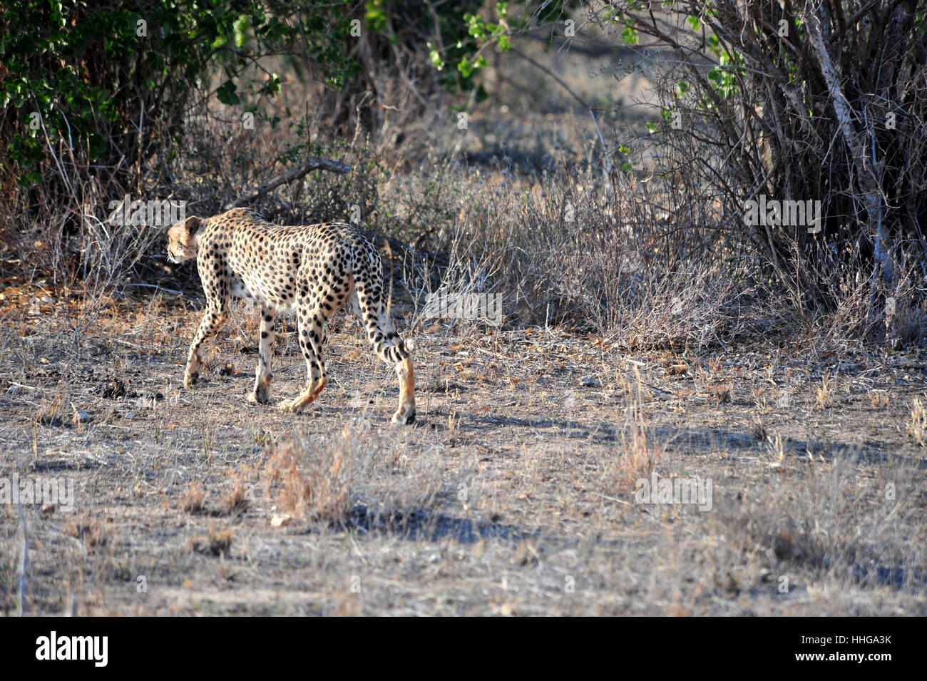 africa, savannah, predator, safari, cat, big cat, feline predator ...