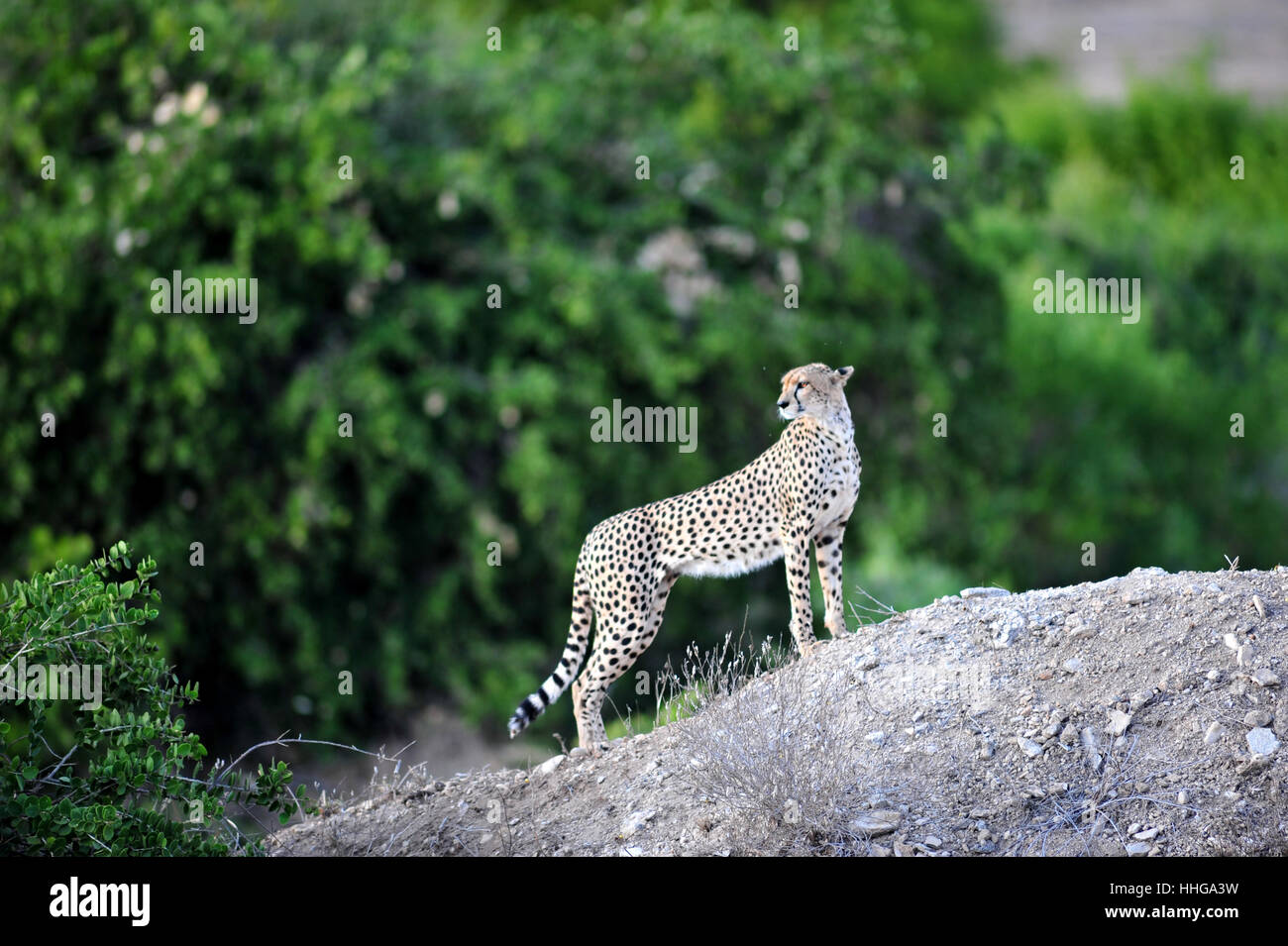 africa, savannah, predator, safari, cat, big cat, feline predator ...