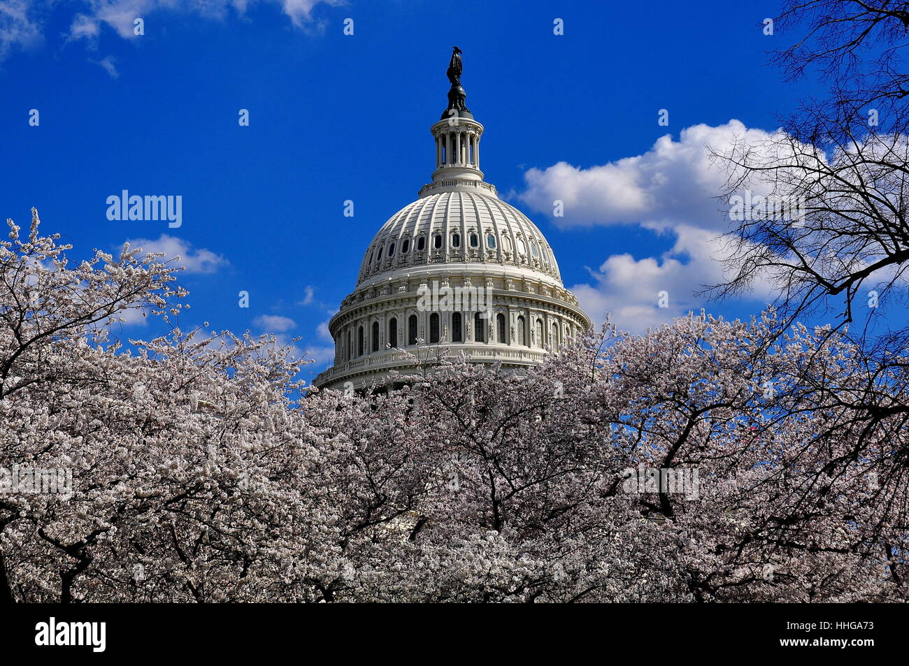Washington, DC: Dome of the U. S. Captol with Spring flowering Japanese ...