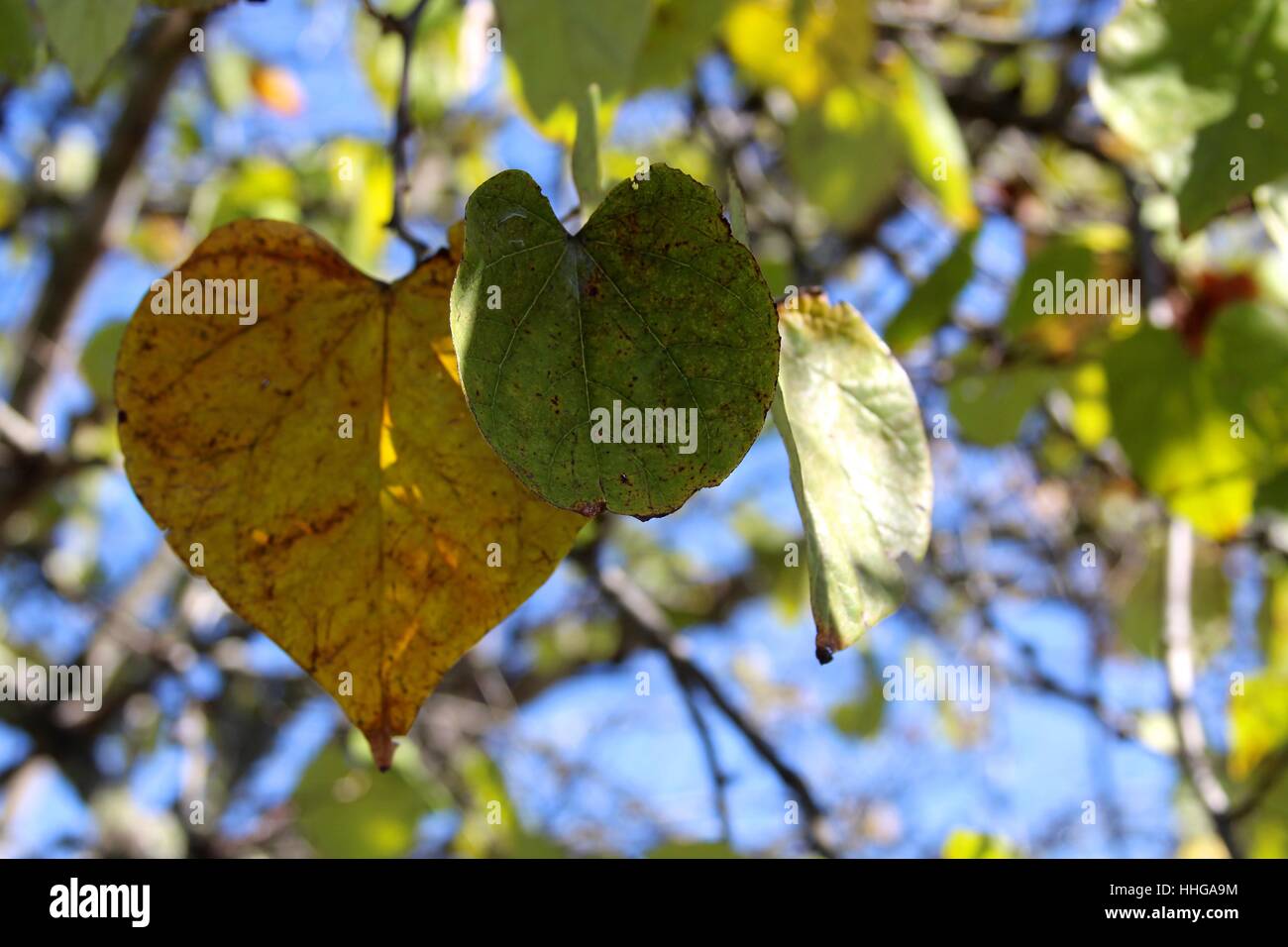 The heart shaped autumn leaves in the tree Stock Photo - Alamy