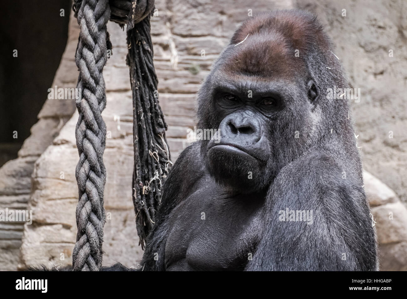 Gorilla side profile hi-res stock photography and images - Alamy