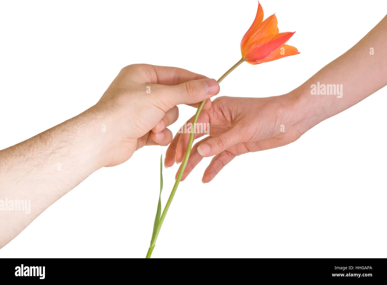 present, hand, beautiful, beauteously, nice, finger, leaf, object ...
