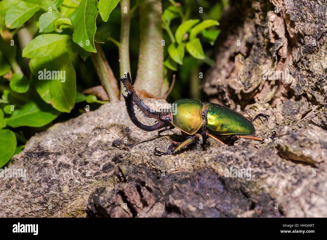 Green Stag Beetle (Lamprima adolphinae) Beetle in the tree Stock Photo ...