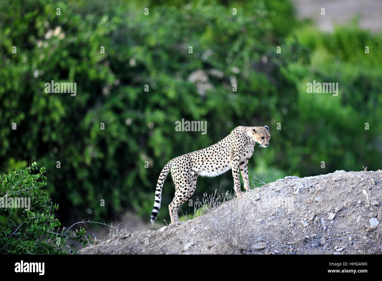 africa, savannah, predator, safari, cat, big cat, feline predator ...
