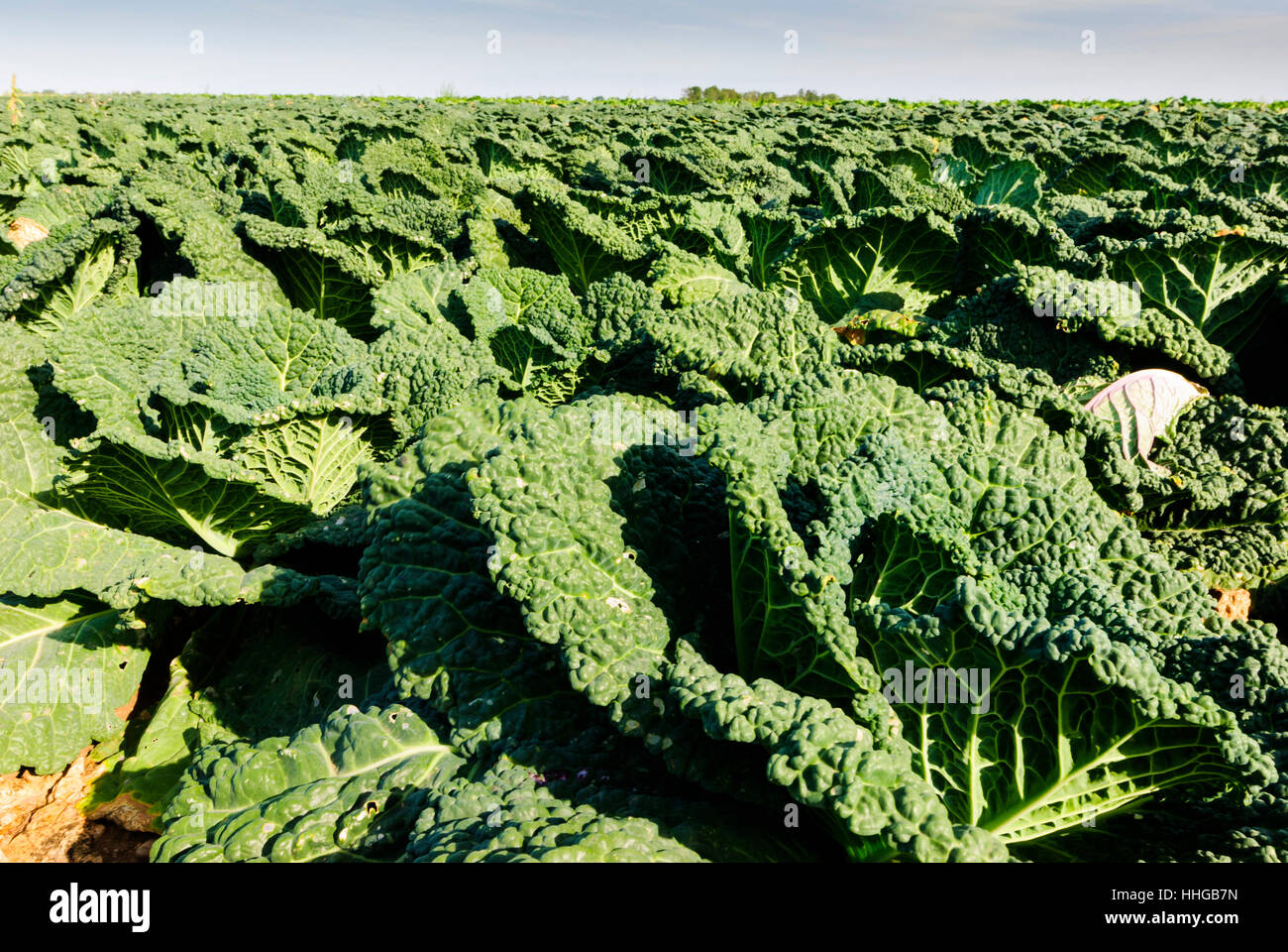 Andau High Resolution Stock Photography and Images - Alamy