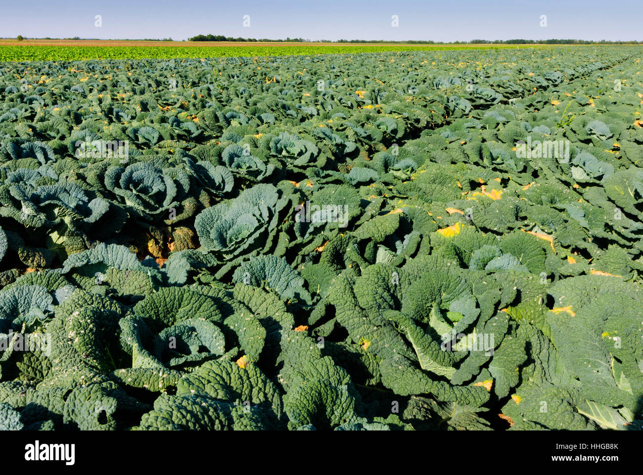 Andau: kale, Neusiedler See (Lake Neusiedl), Burgenland, Austria Stock ...
