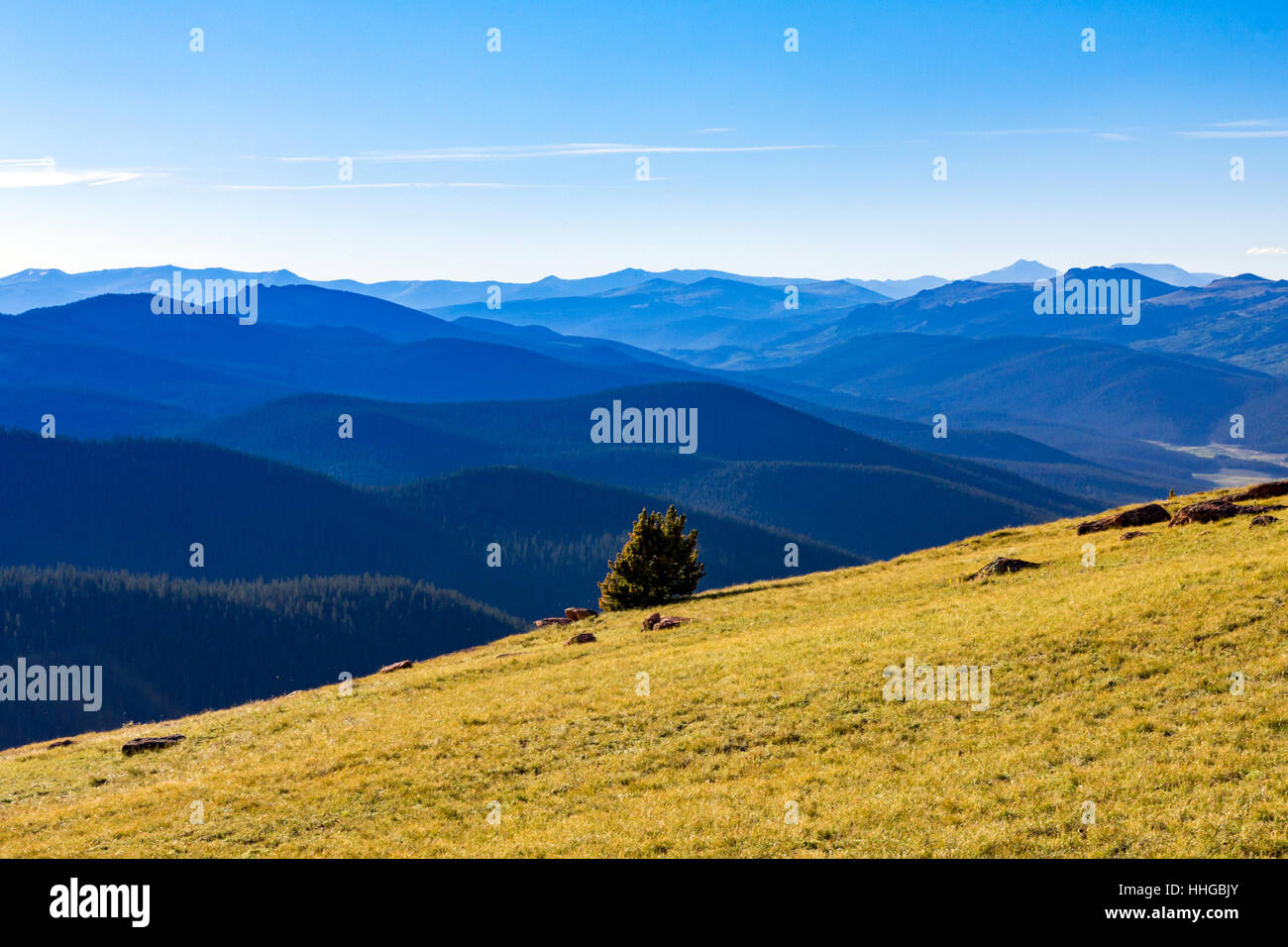 Mountain tundra landscape rises above a vast forest wilderness ...