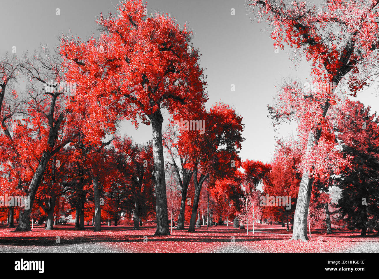 Tall Red Trees in Black and White Forest Landscape in Fall Stock Photo ...