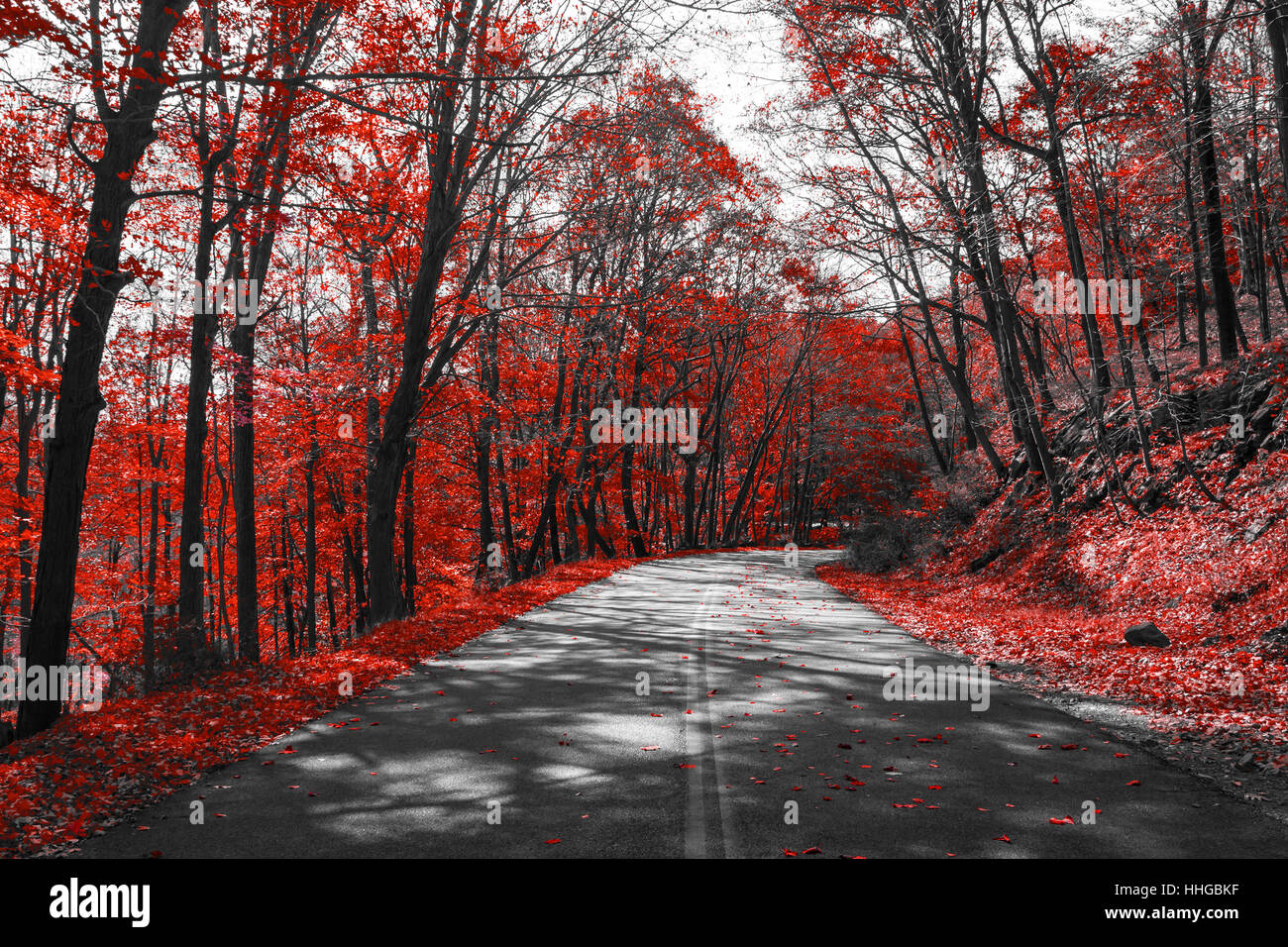 Highway through red fall trees in black and white landscape Stock Photo ...