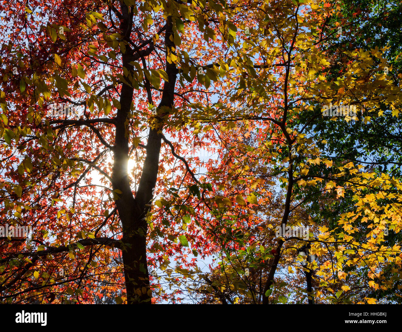 Sunlight shining through rainbow colored fall leaves in Central Park ...