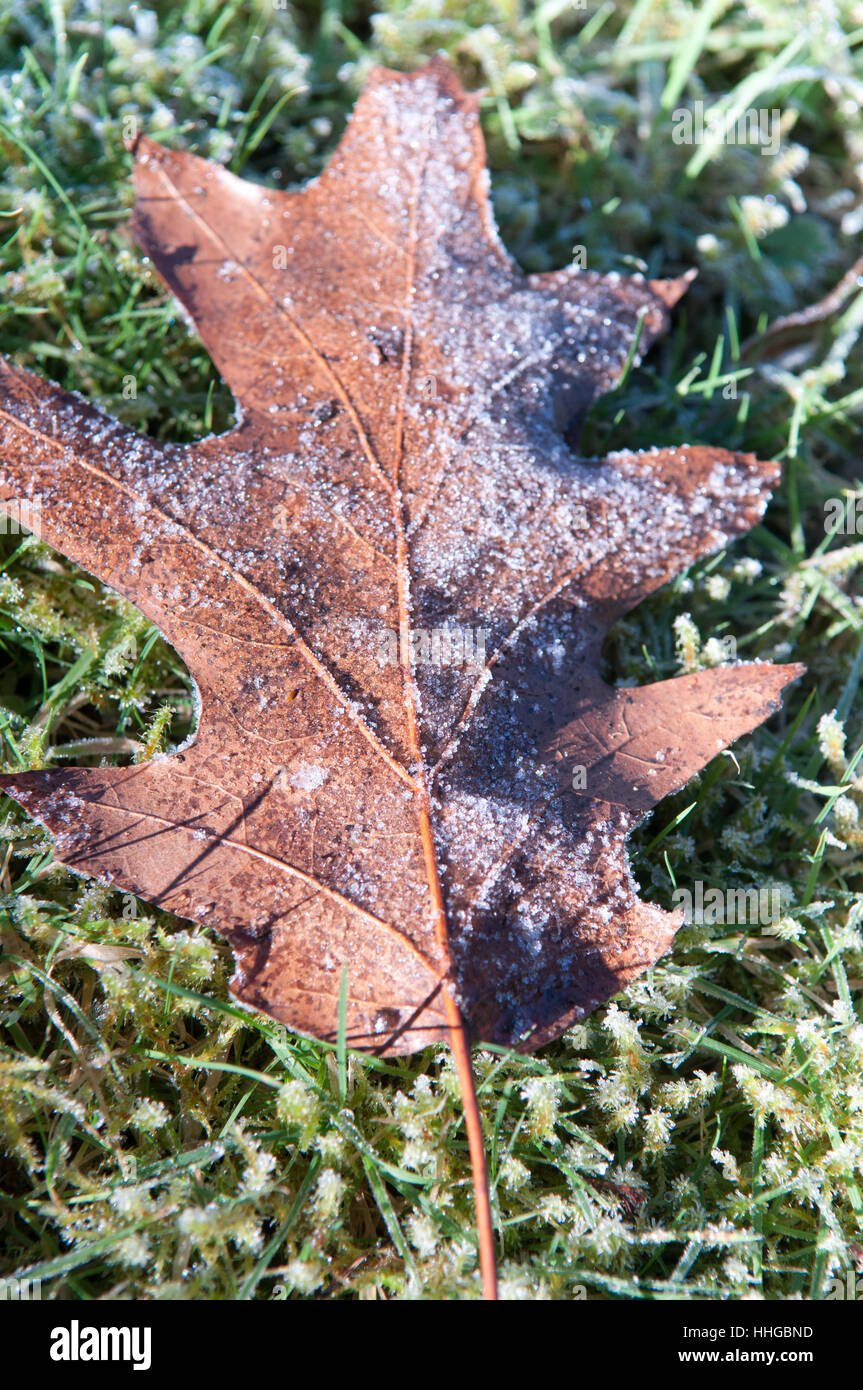Freeze freezing frozen frost hi-res stock photography and images - Alamy