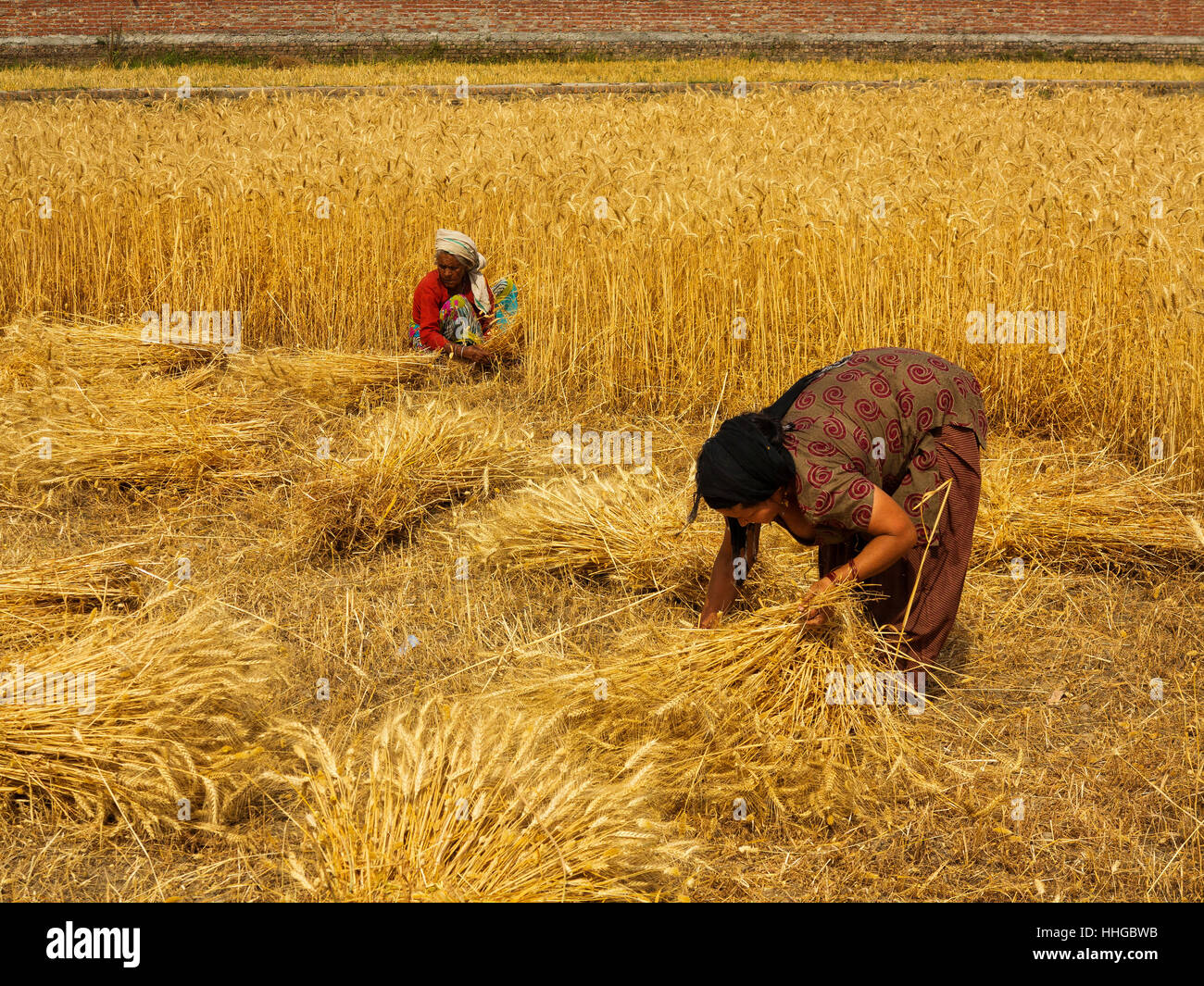Indian womans working on a wheat field in the heat of the day in rural ...