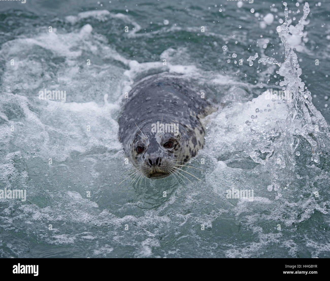 Harbour Seal, in Victoria harbour, Vancouver Island.BC.Canda. SCO ...