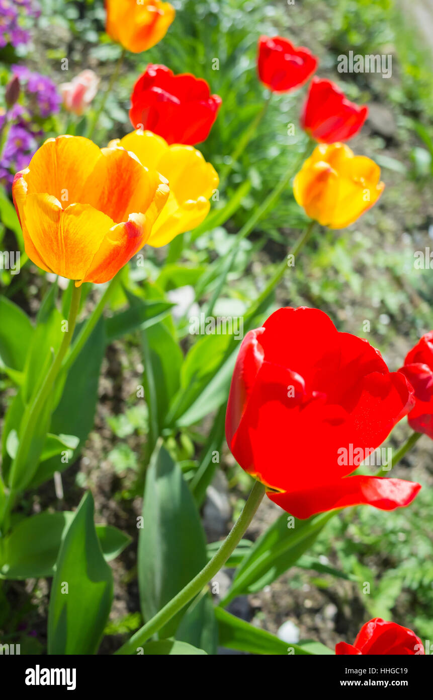 Colorful tulip flowers in spring garden, closeup vertical photo with ...