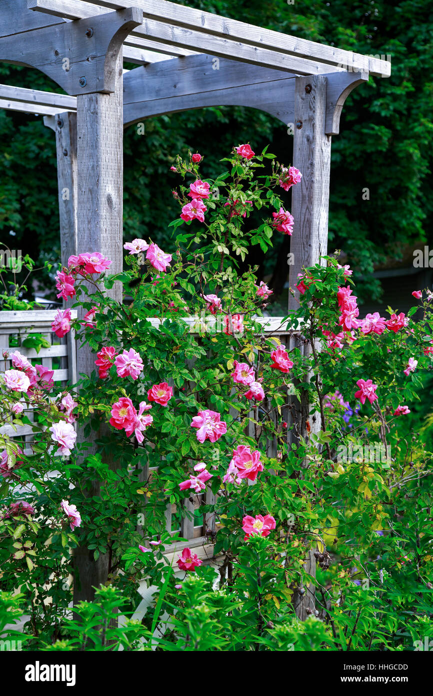 Rose arbour hi-res stock photography and images - Alamy