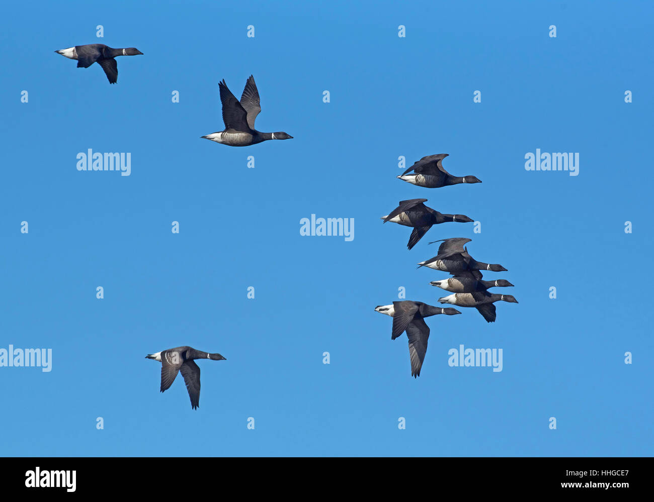 Brant Geese during their migration stopover for several days at ...