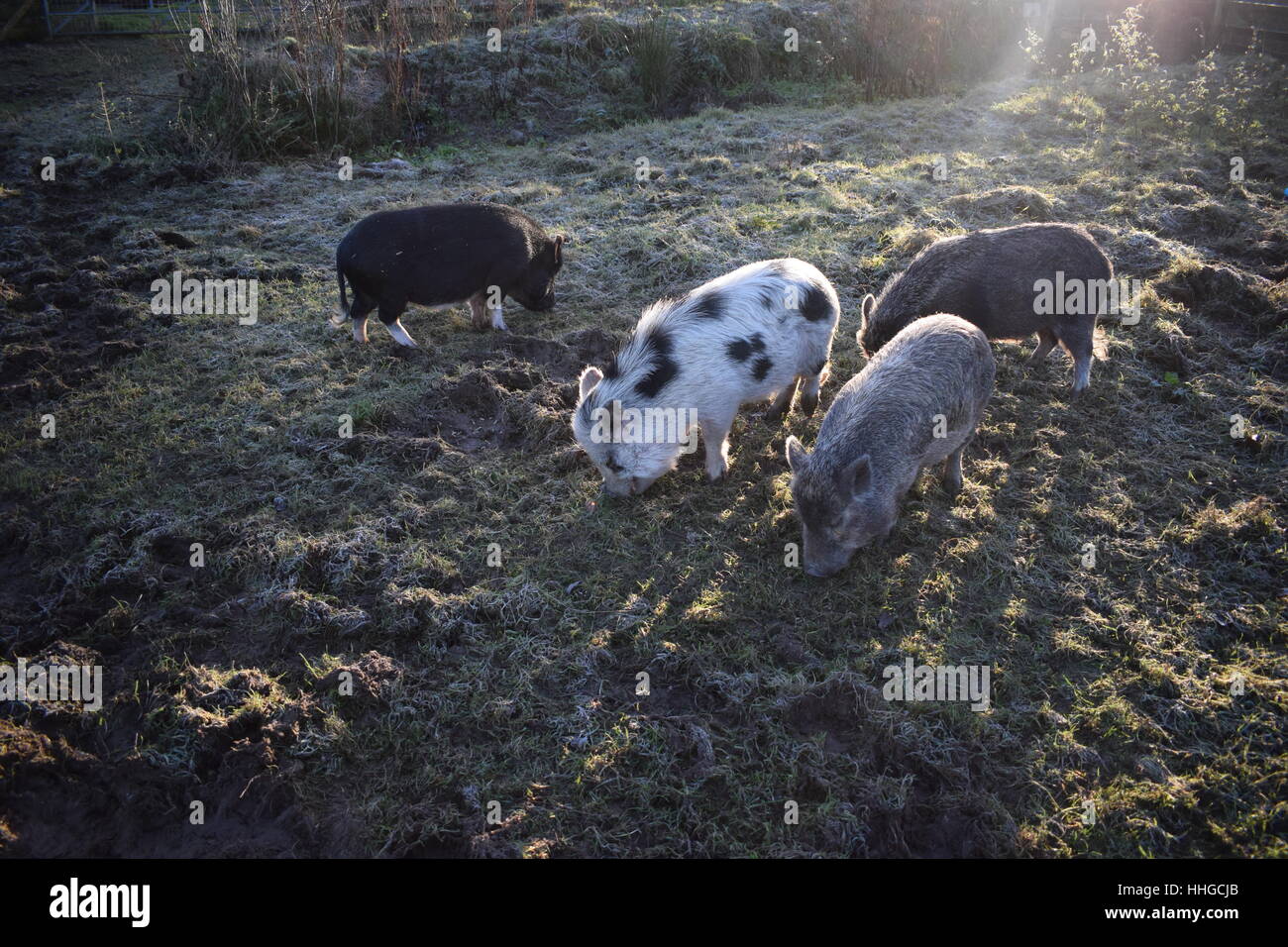 Miniature pigs hi-res stock photography and images - Alamy